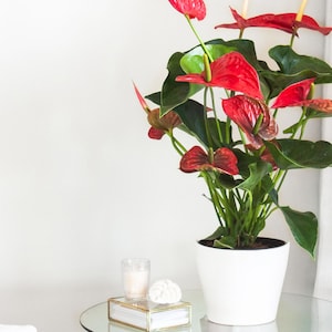 Lace Leaf Anthurium Flamingo Flower - Etsy
