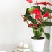 Lace Leaf Anthurium Flamingo Flower - Etsy