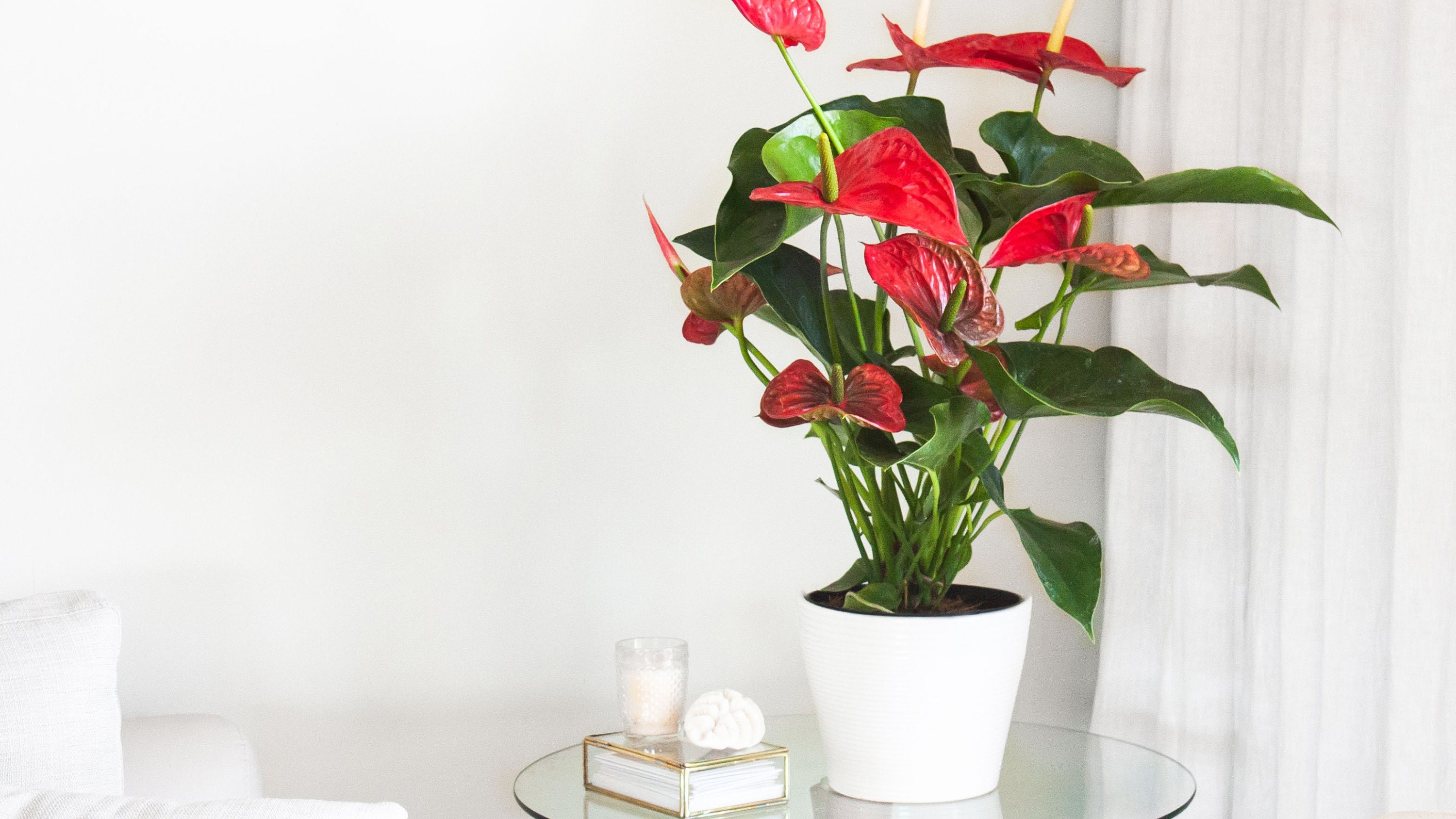 Lace Leaf Anthurium Flamingo Flower - Etsy