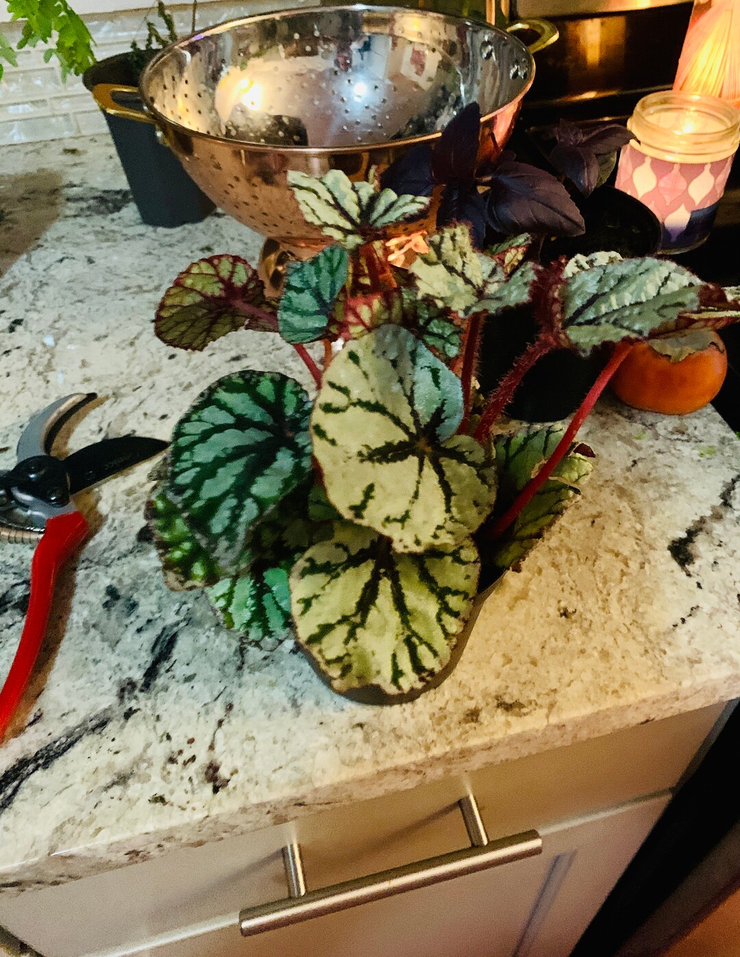 Begonia - 3 Inch Pot - Full and Lush - Etsy