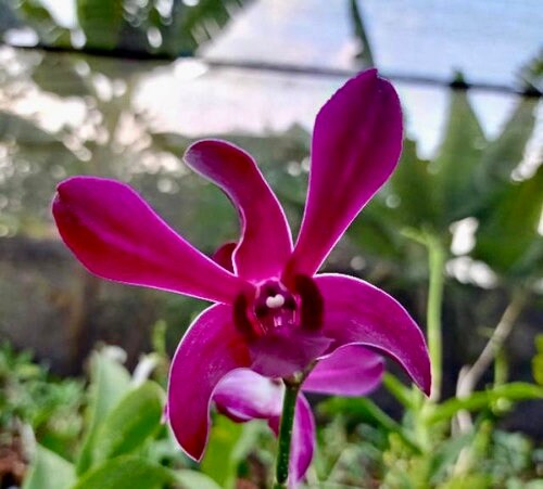 Dendrobium Captain Red Junior - 8-12 Inches in Height Including Spike ...