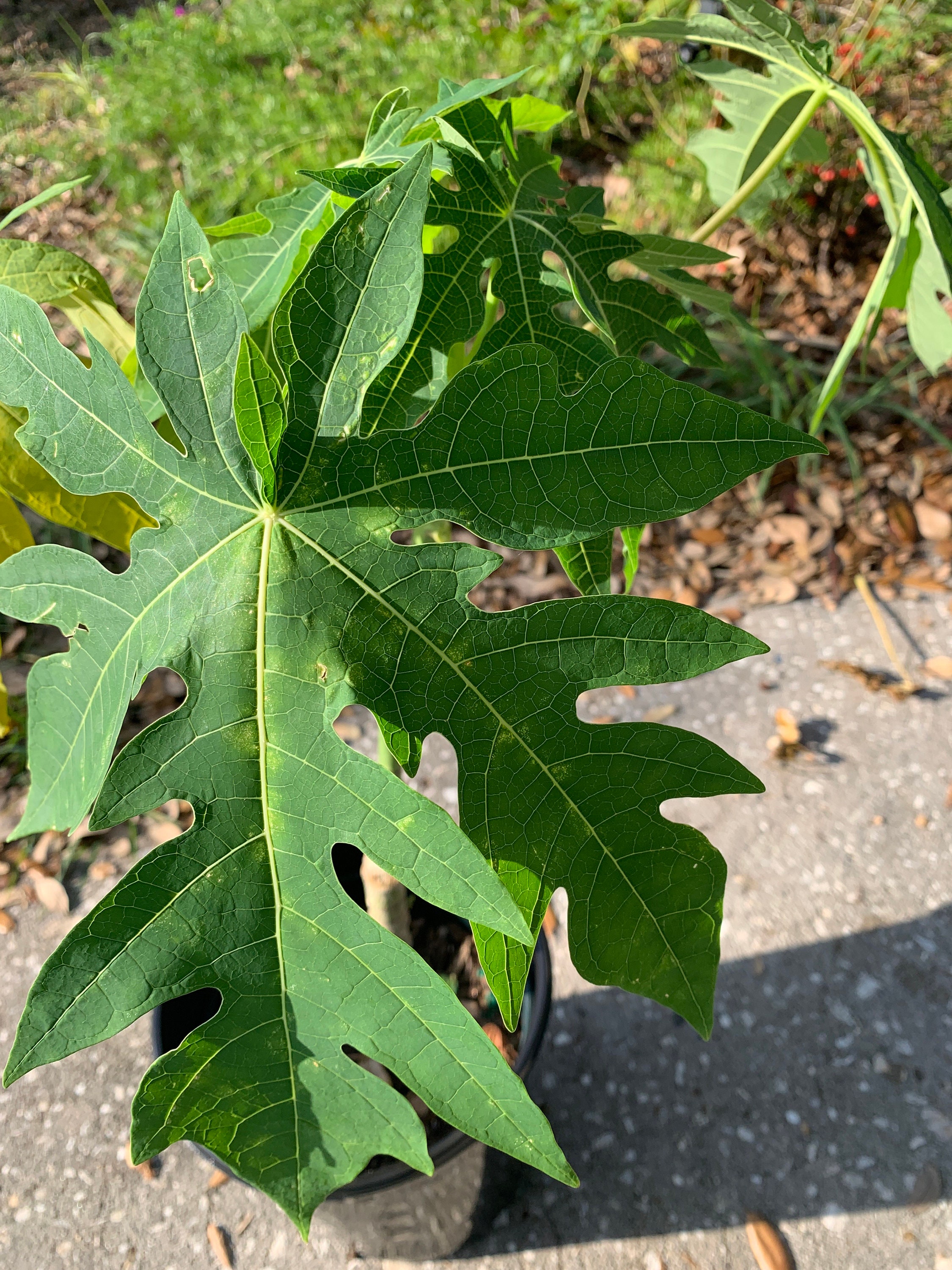 Organic Red Lady Papaya Tree 24-42 Inches in Height Potless - Etsy