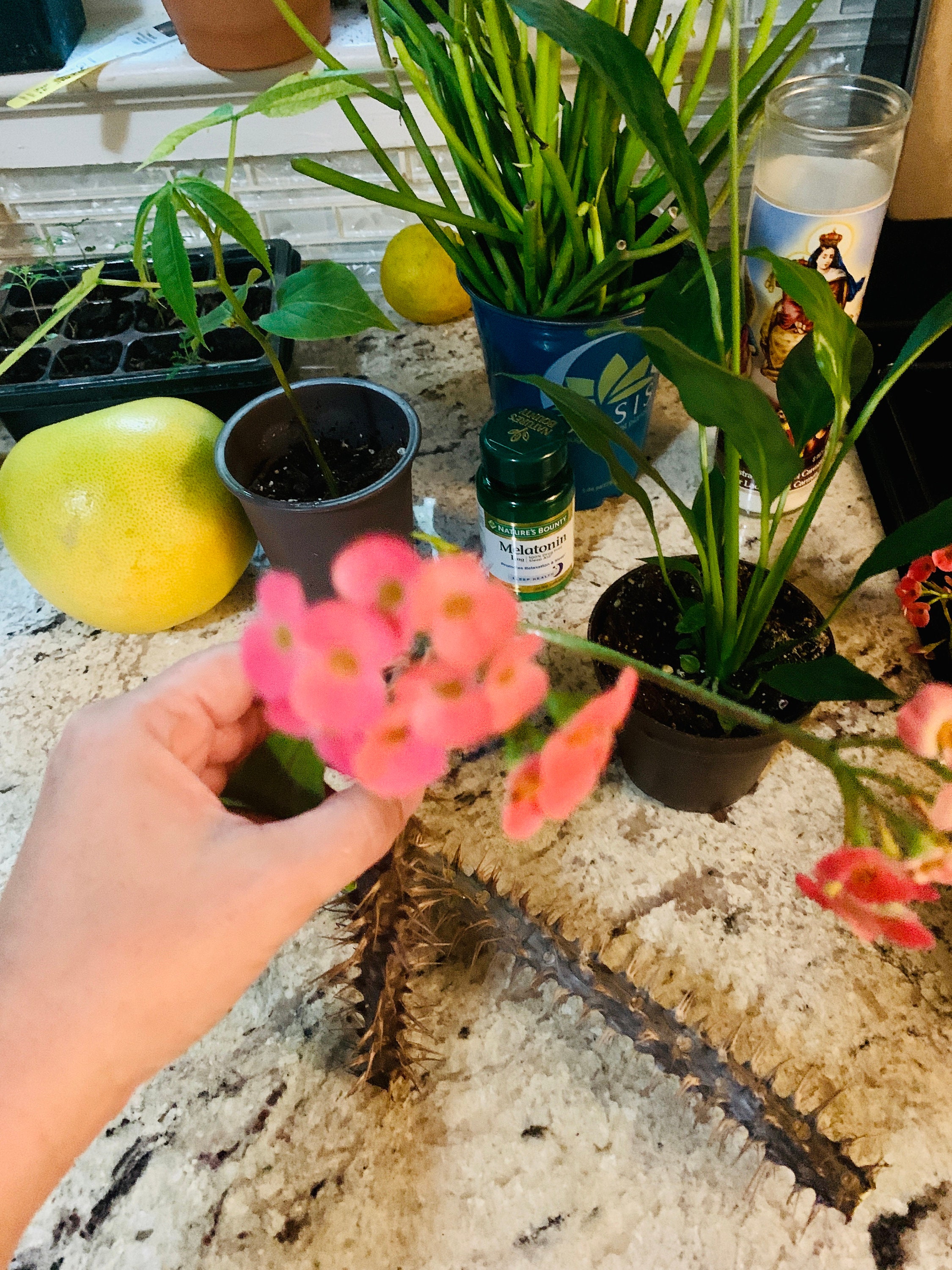 Crown of Thorns Red Euphorbia Milii 3 Inch Cuttings Calloused - Etsy