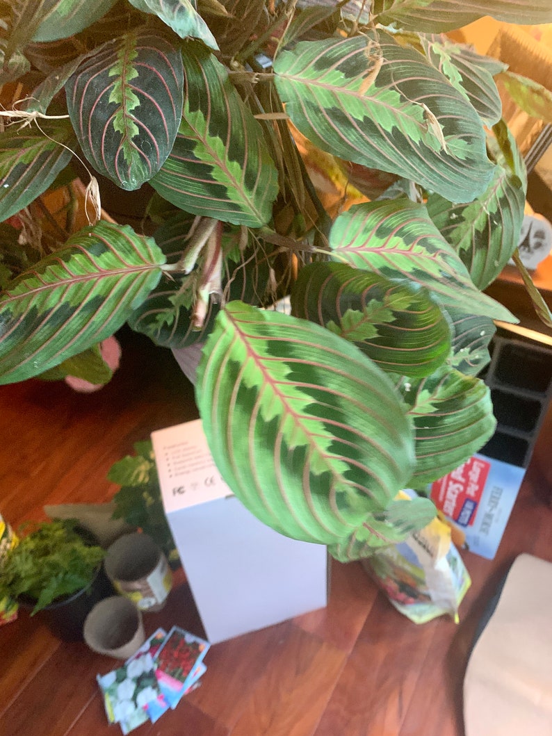 Hanging Red Prayer Plant Maranta Leuconeura - Etsy