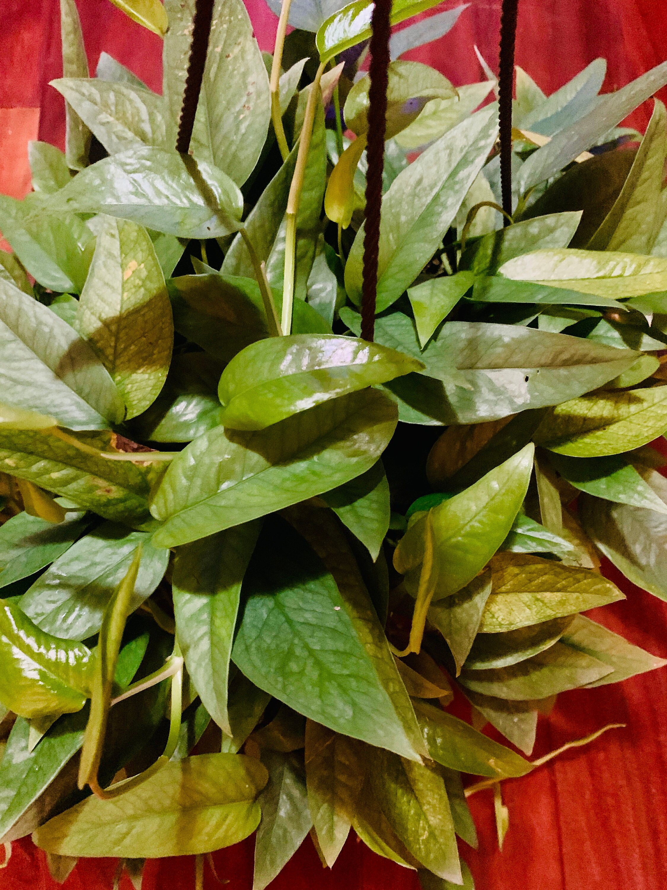 Cebu Blue Pothos - 6 Inch Hanging Basket- Large - Roughly 18 Months Old ...