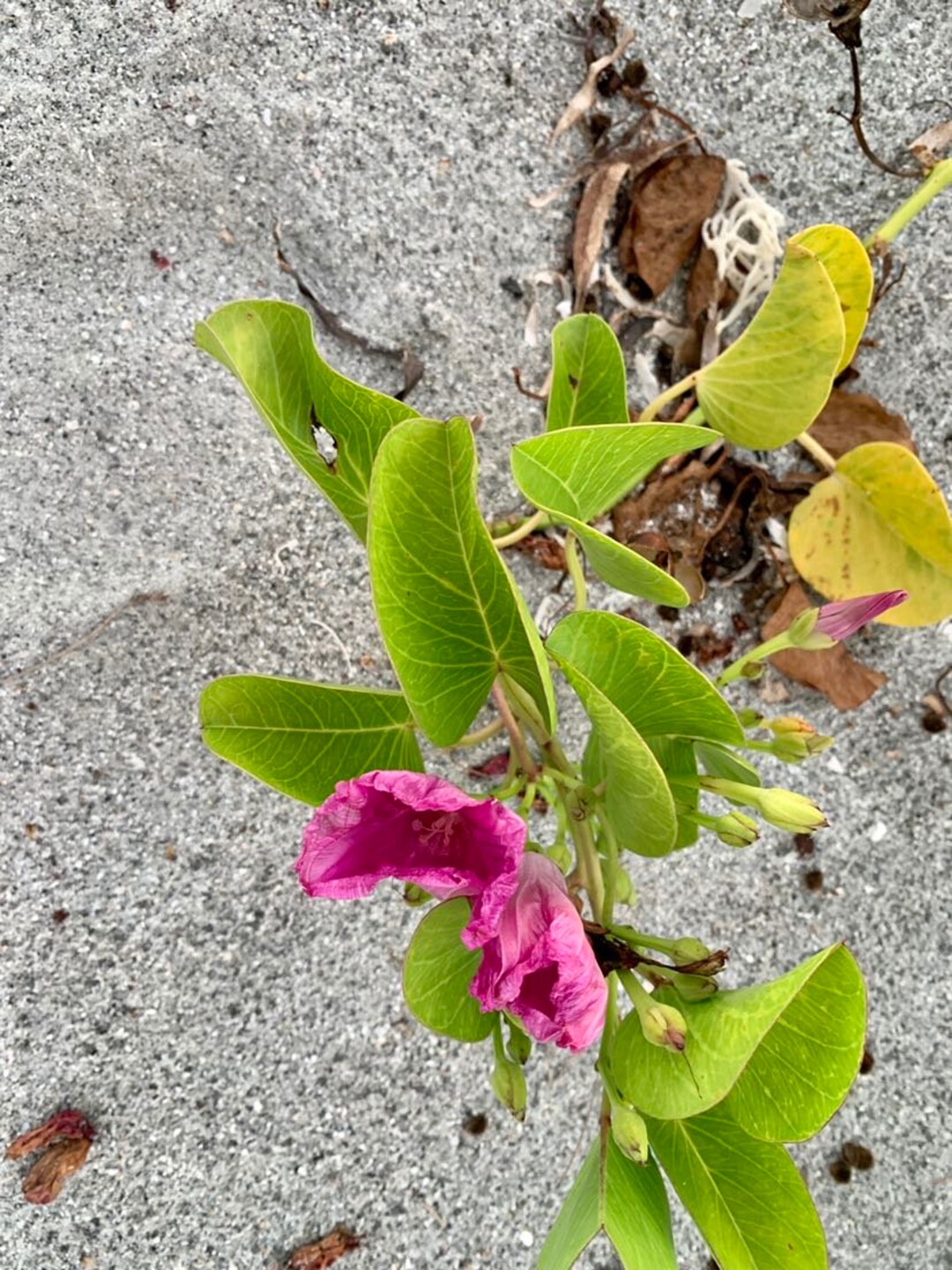 Railroad Vine Cuttings 4 Stems -4 Inches With Nodes - Etsy