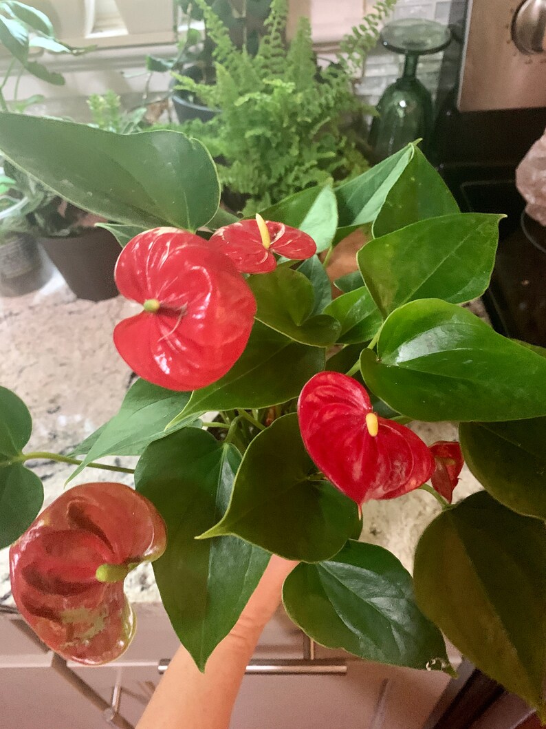 Lace Leaf Anthurium Flamingo Flower - Etsy