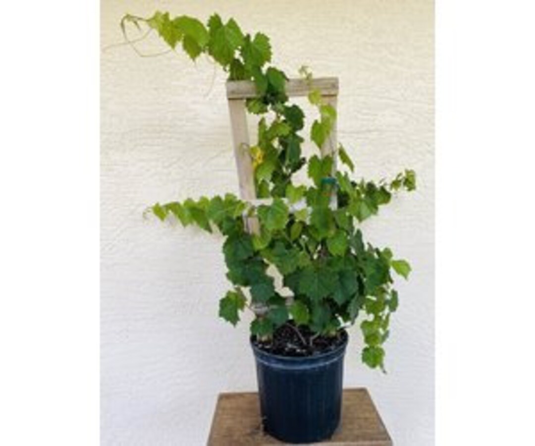 Organic Alachua Muscadine Grape Vine roughy 8-24 Inches in Height Ships ...
