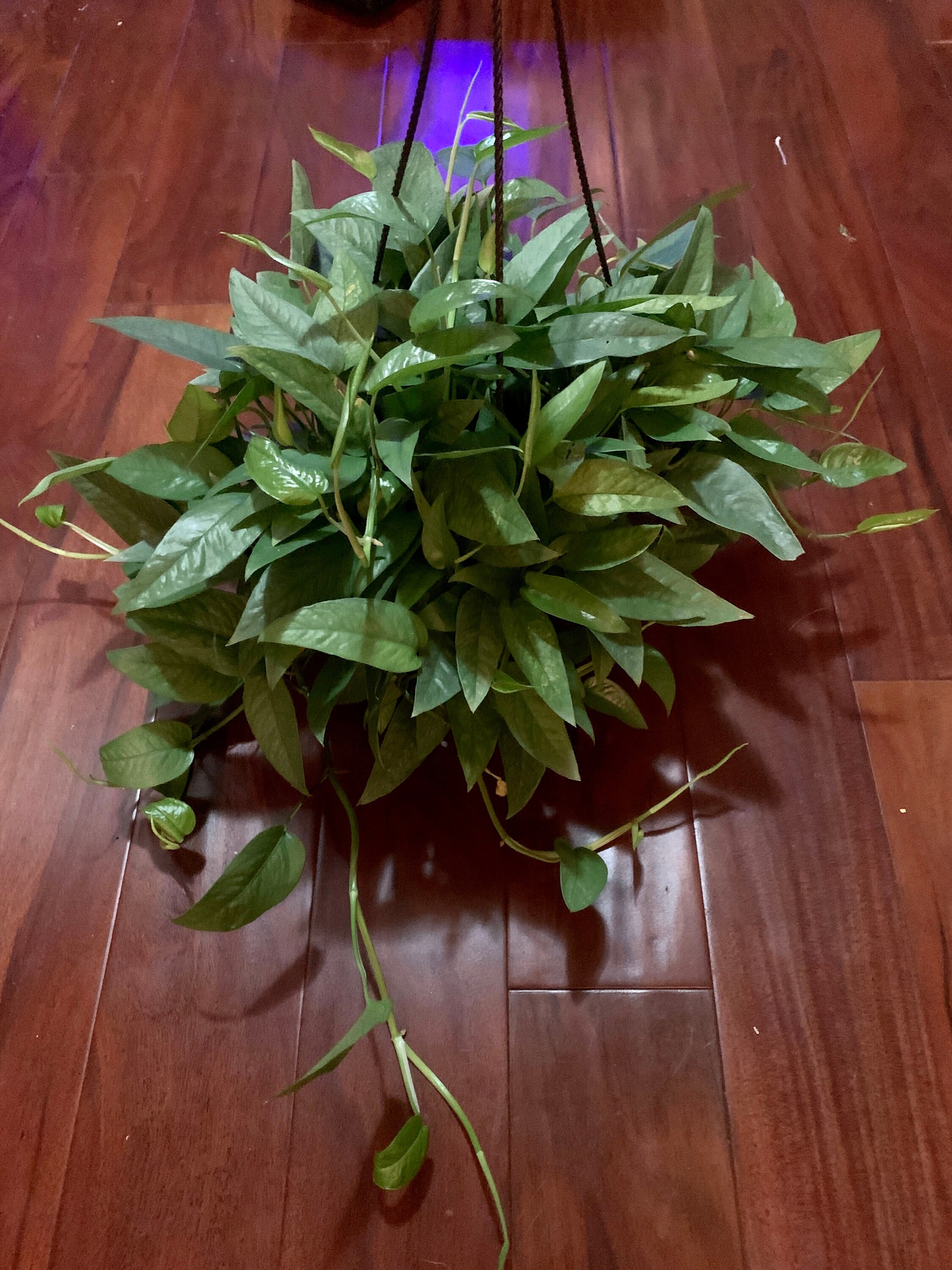 Cebu Blue Pothos - 6 Inch Hanging Basket- Large - Roughly 18 Months Old ...