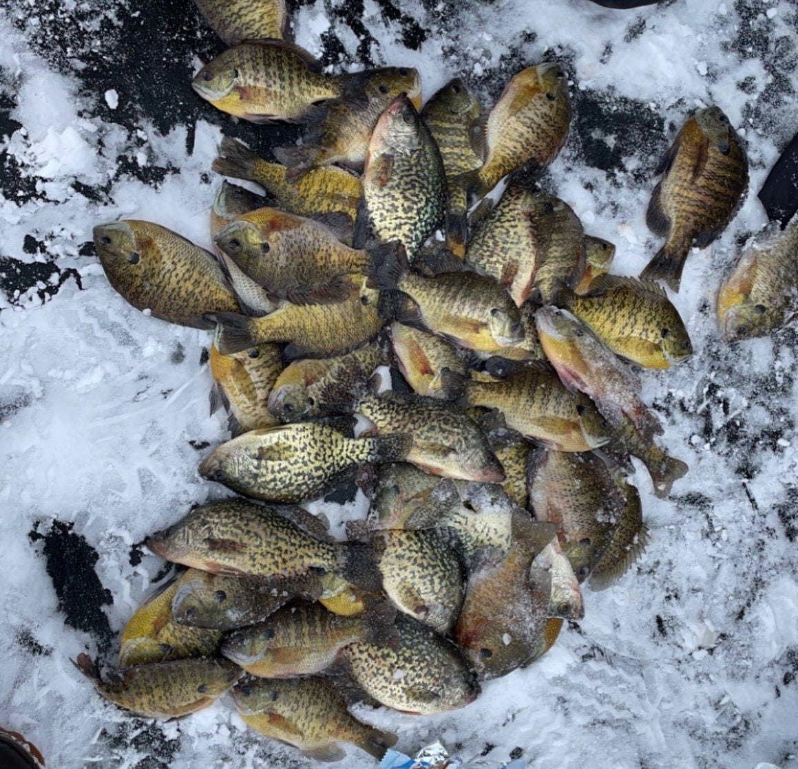 Ice Fishing Panfish Bait- 1” Ice Bones- Black- 40 Pack - Etsy