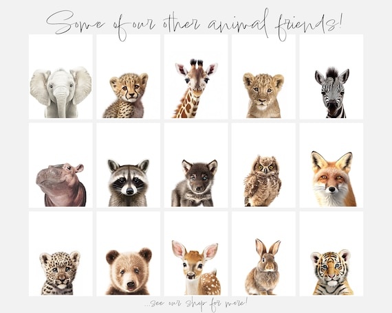 6 Zoo Animals