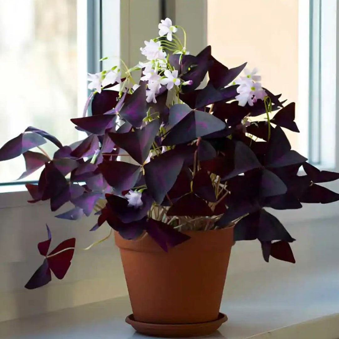 Live Oxalis Triangularis Ebony Allure 4' Pot House - Etsy