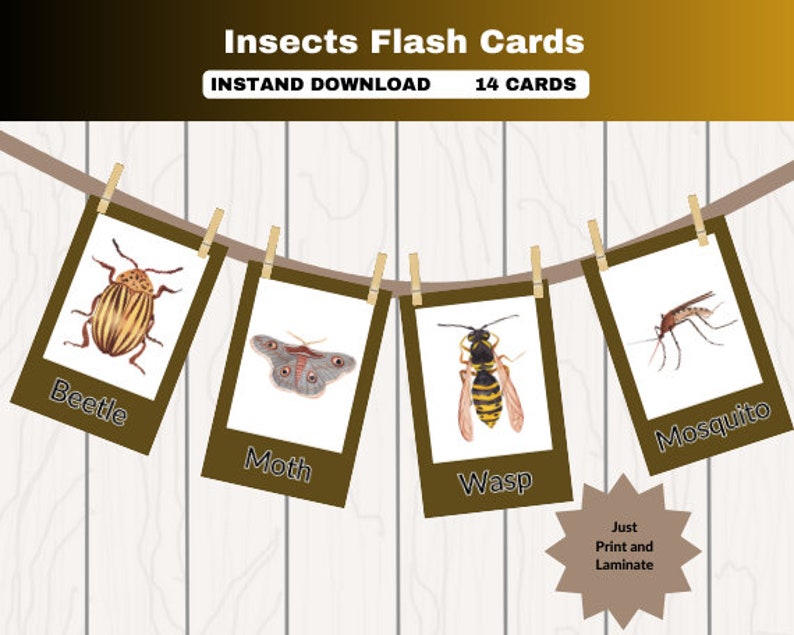 Printable Insect for Preschool, Toddler Insect Flashcards, Classroom ...