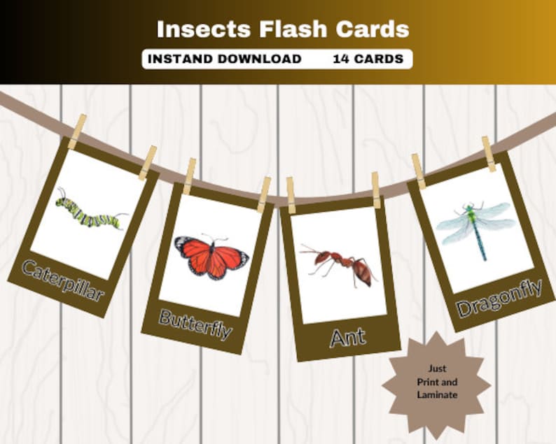 Printable Insect for Preschool, Toddler Insect Flashcards, Classroom ...