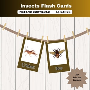 Printable Insect for Preschool, Toddler Insect Flashcards, Classroom ...