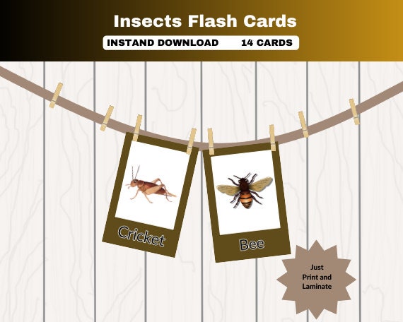 Printable Insect for Preschool, Toddler Insect Flashcards, Classroom ...