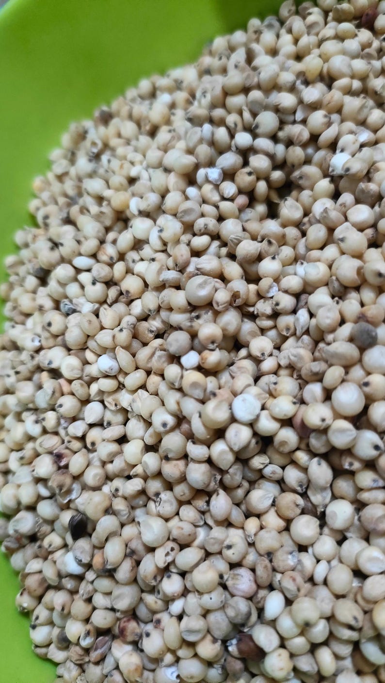 HRKT Jowar | Sorghum Whole Grain | Jwari | Jonna | Cholam | Juara High ...