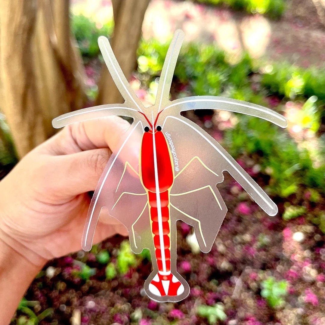 4" Cleaner Shrimp Clear Background Vinyl Sticker/ Coral, Reef and Sea ...
