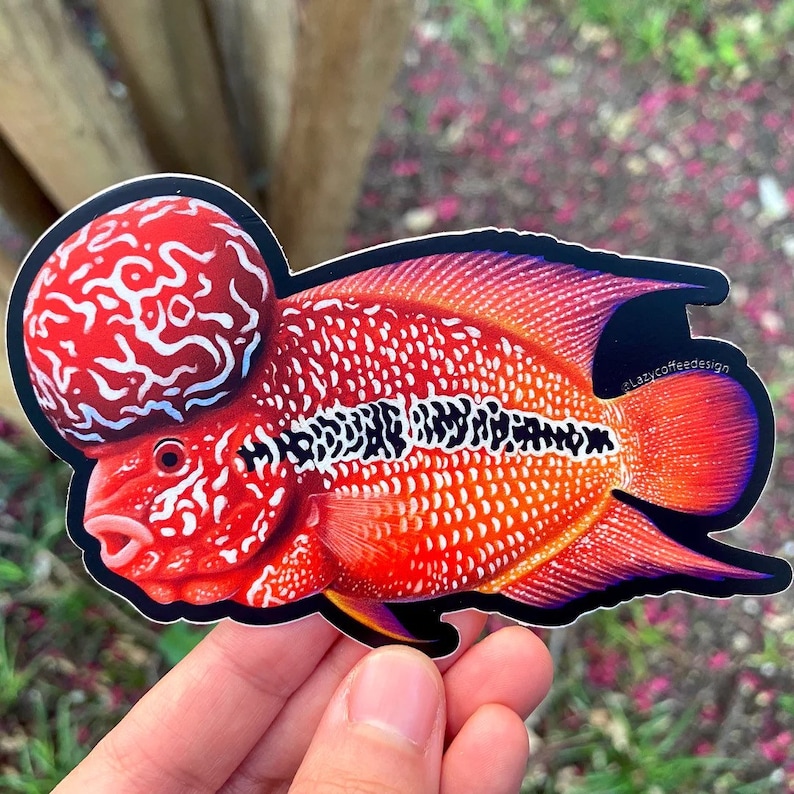 4” Flower-horn Freshwater Fish Sticker for Water Bottle and Laptop - Etsy
