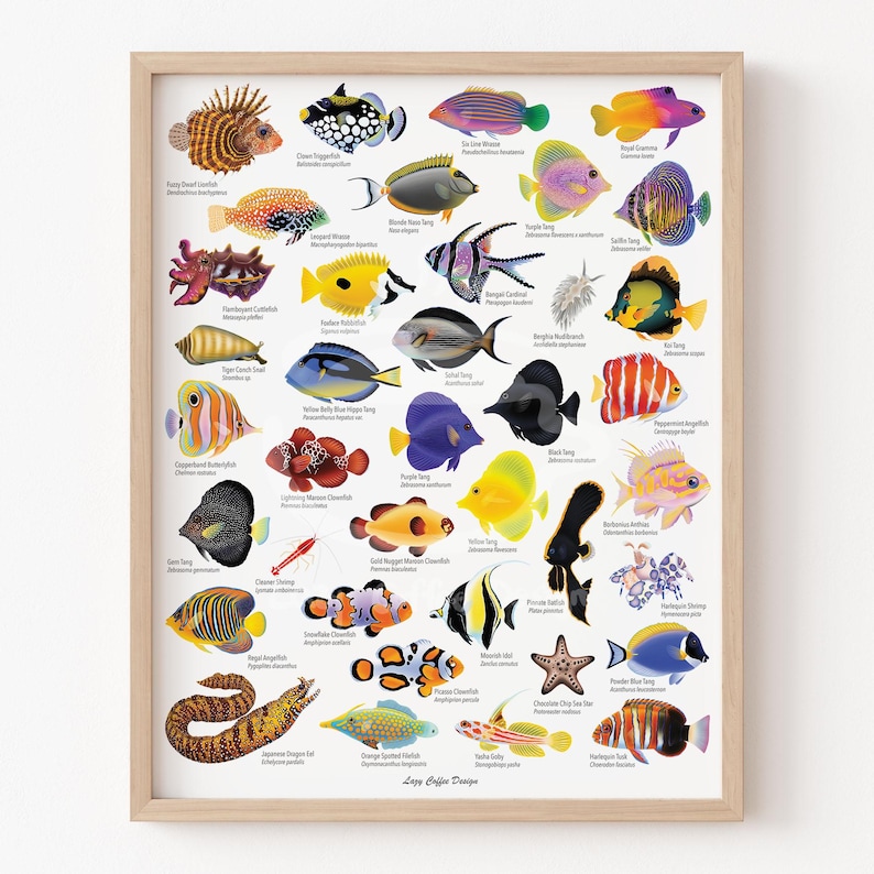 11 X 14" Reef Fish and Sea Creatures Art Print / Saltwater Fish ...