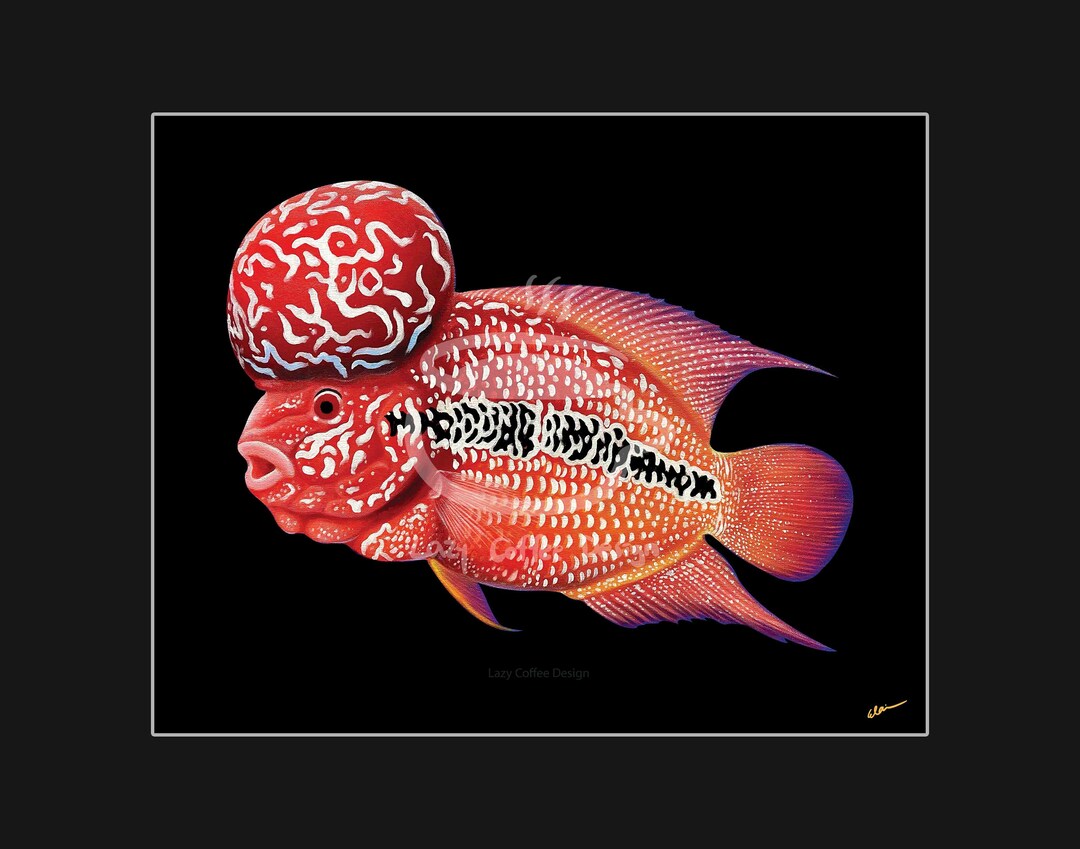 11 X 14 Flowerhorn Cichlid Art Print / Freshwater Fish Aquarium Art - Etsy