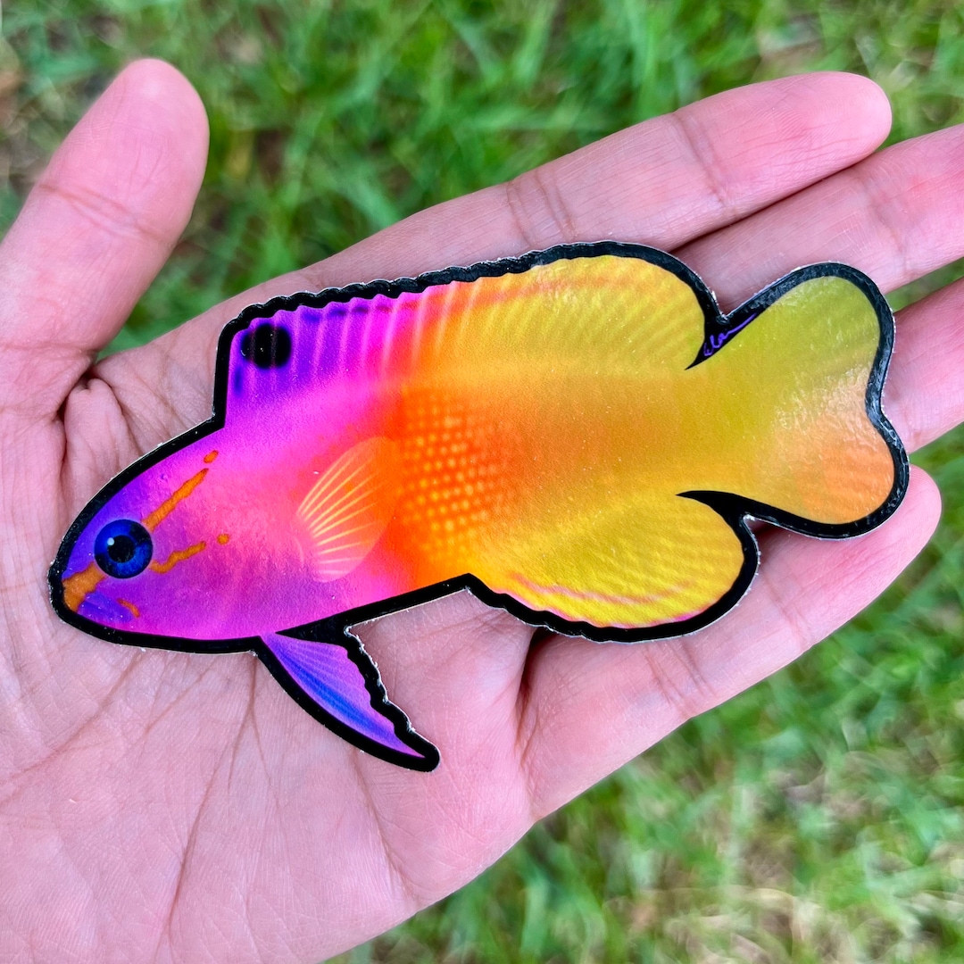 4” Royal Gramma Reef Fish Holographic Sticker/ Coral, Reef and Sea ...