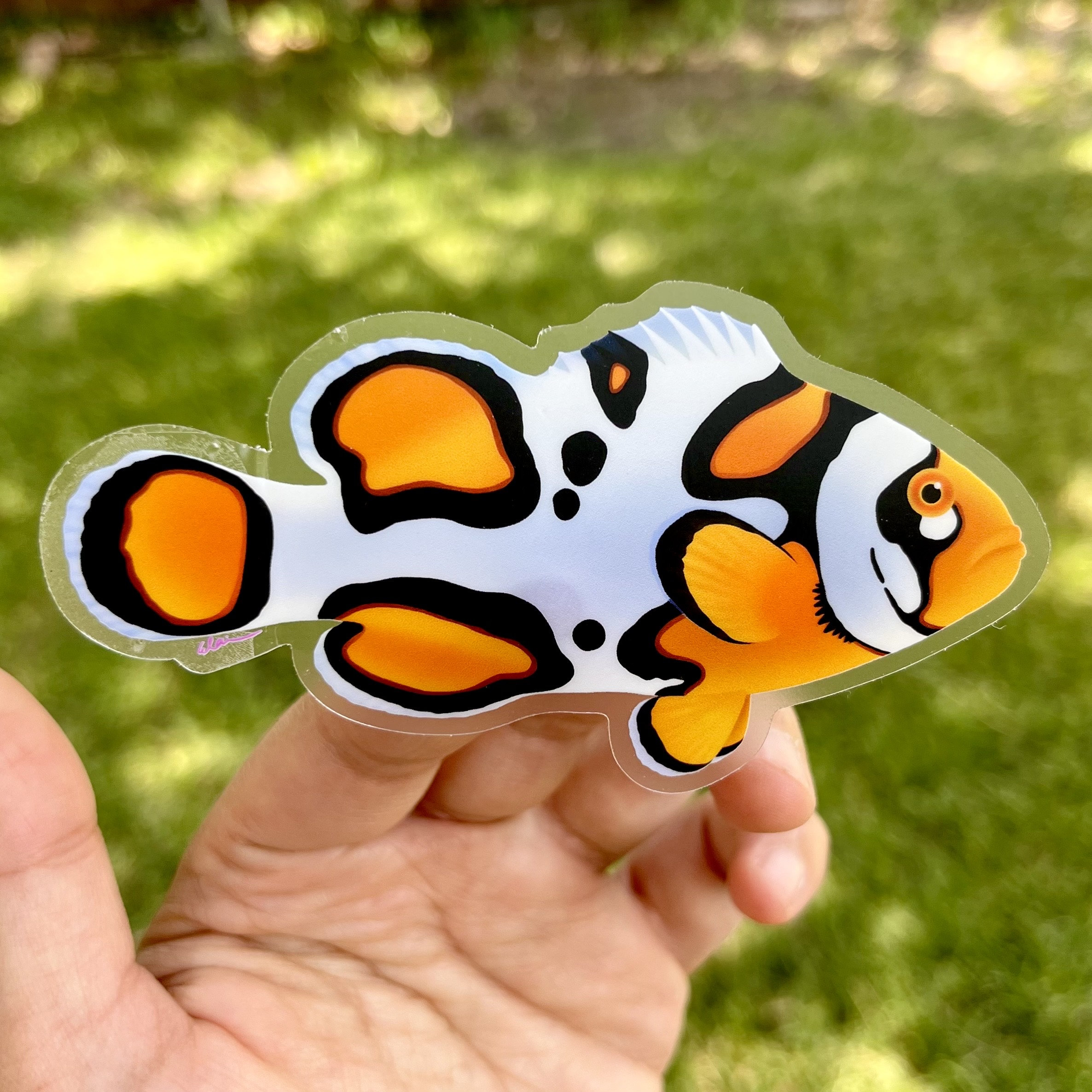 4" Picasso Clownfish Clear Background Vinyl Sticker/ Coral, Reef and ...