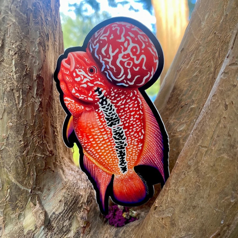 4” Flower-horn Freshwater Fish Sticker for Water Bottle and Laptop - Etsy