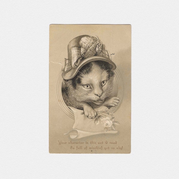 Antique Cat Postcard - Etsy