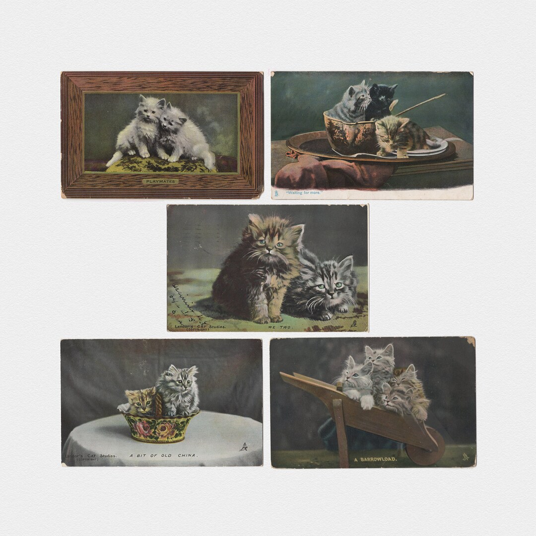 1900s "barrowload" of Cats, Instant Postcard Collection | Set of 5 ...