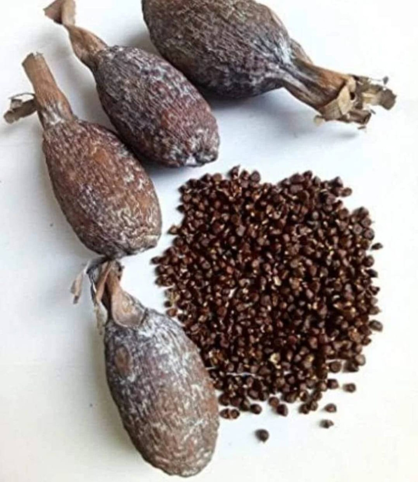 Alligator Pepper Ose Oji Ataare. 2 Pods. - Etsy