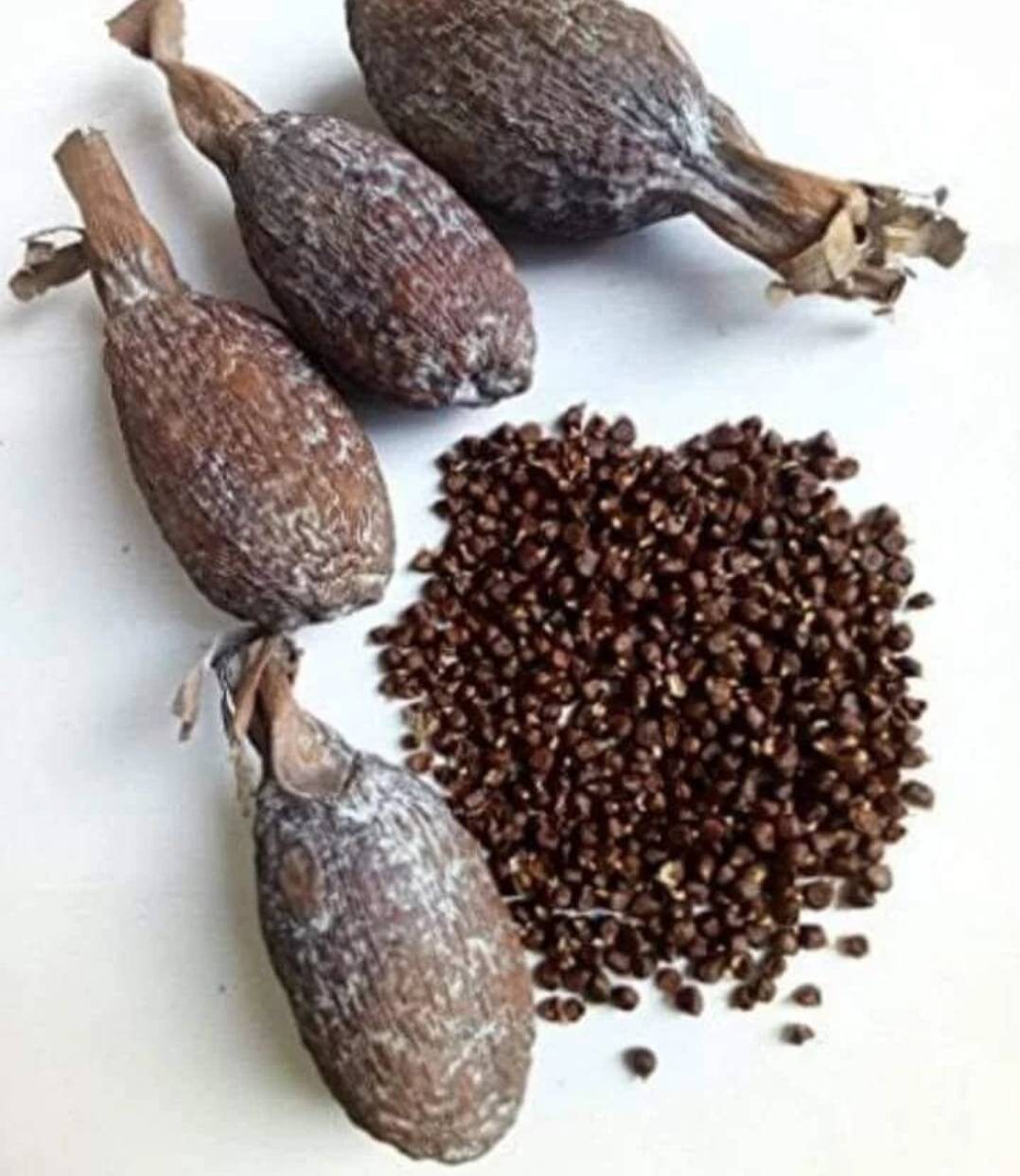 Alligator Pfeffer, Ose Oji, Ataare. 2 Schoten. - Etsy.de