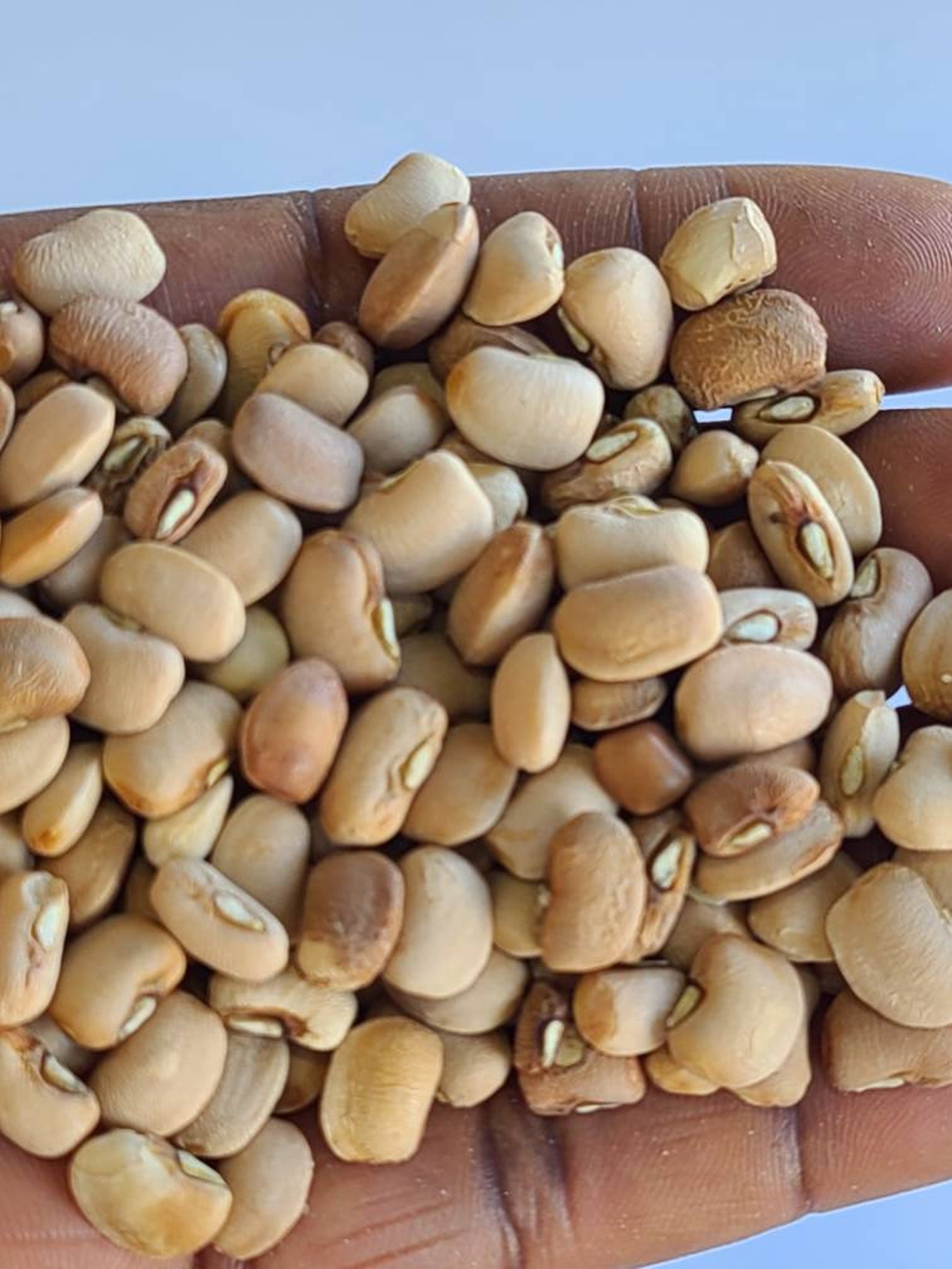 Honey Beans, 4lbs Honey Beans, Oloyin Beans, Ewa Oloyin. - Etsy