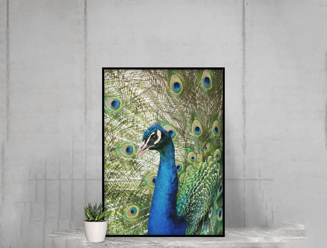 PEACOCK Peafowl FRAMED Colorful Poster Wall Decor Art, Baby Woodland ...