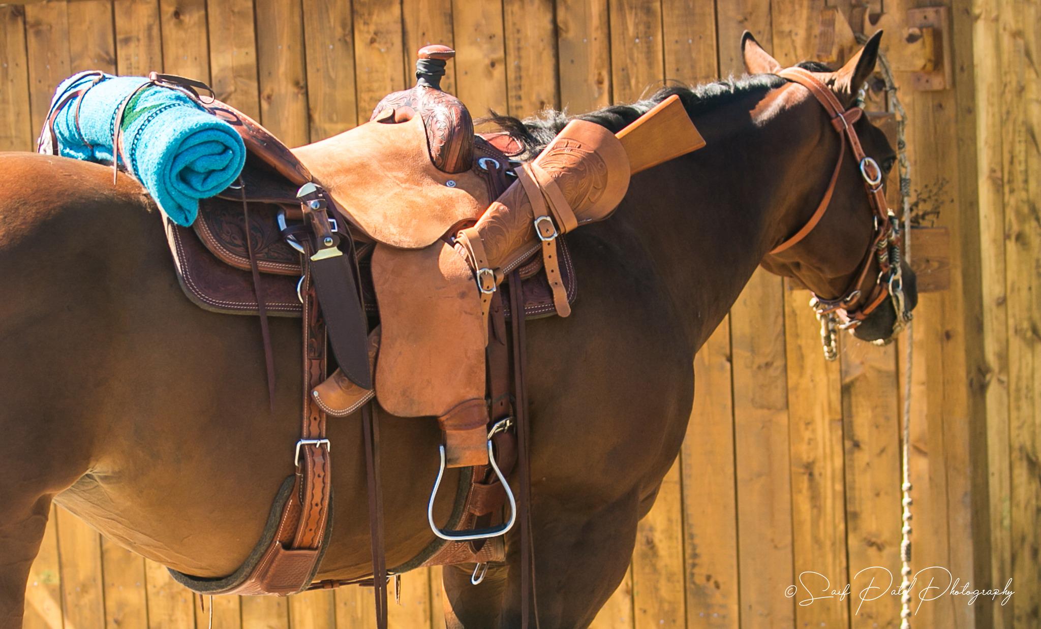 Leather Roper Style Front Cinch - Etsy