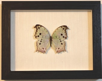 Salamis Temora REPLICA Blue Butterfly Africa FRAMED - Etsy