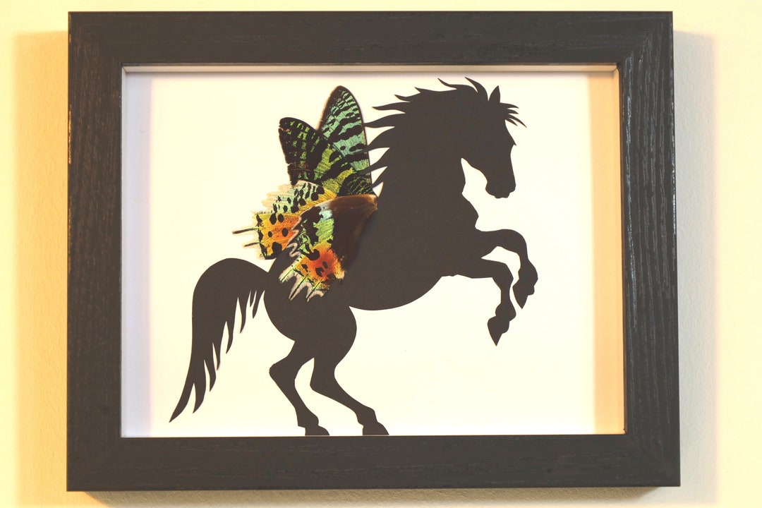 Real Butterfly Wings - Pegasus Collage Urania Ripheus - Etsy