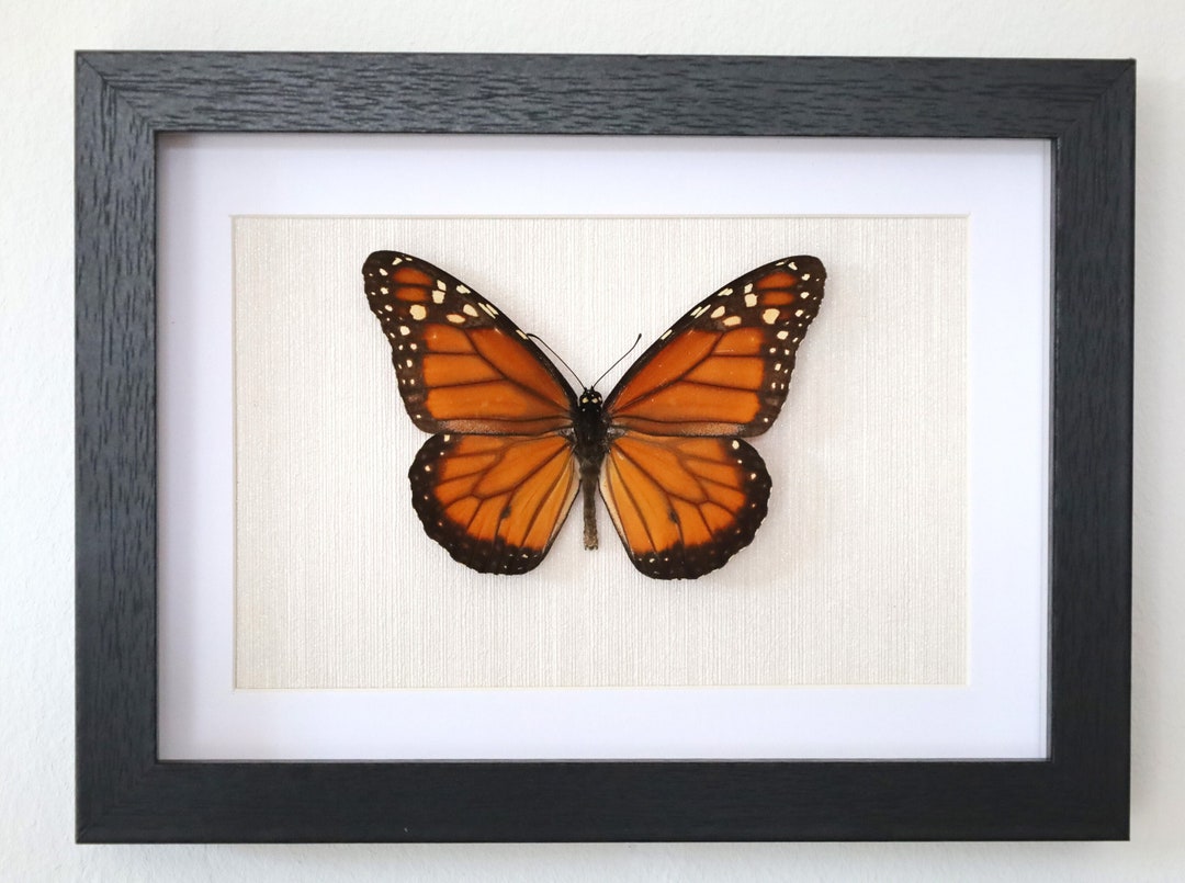 Real Butterfly Framed - Danaus Plexippus Real Monarch Butterfly Framed ...