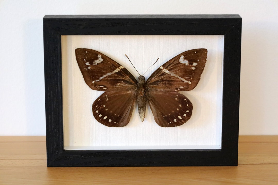 Real Palm Borer Moth RARE - Eupalamides Cyparissias Castnia Daedalus ...