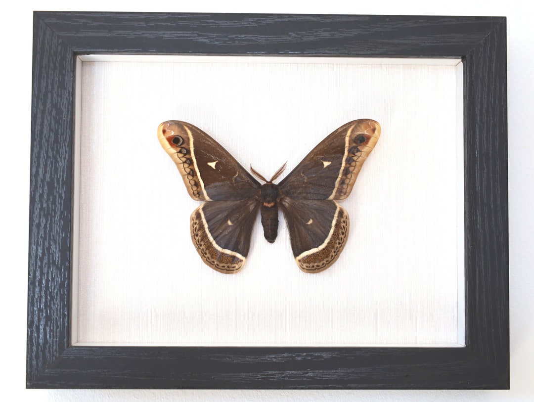 Real Moth Framed Eupackardia Calleta Rare Calleta Silkmoth Taxidermy - Etsy