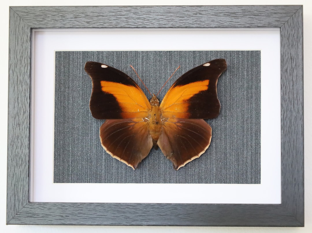 Real Butterfly Framed - Historis Odius Collector's Item - Etsy
