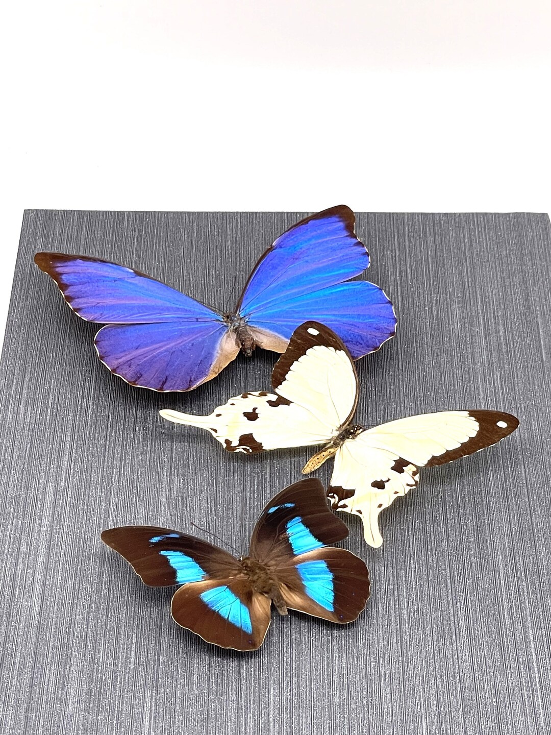 Real Butterflies Framed in a Collage With Morpho Anaxibia, Papilio ...