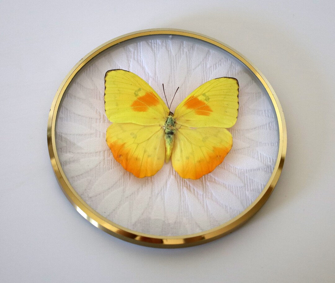 Real Butterfly Framed in Vintage Picture Frame Phoebis Philea Orange ...