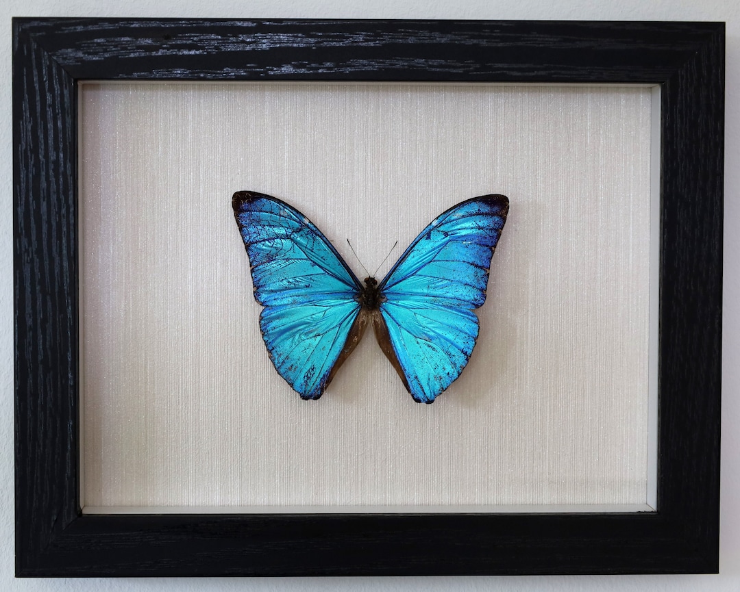 Real Butterfly Framed - Morpho Marcus Collector's Item - Etsy
