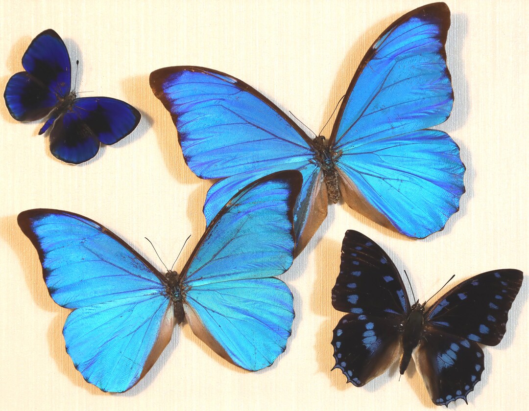 Real Butterflies - Collage of Butterflies Morpho Anaxibia Asterope ...