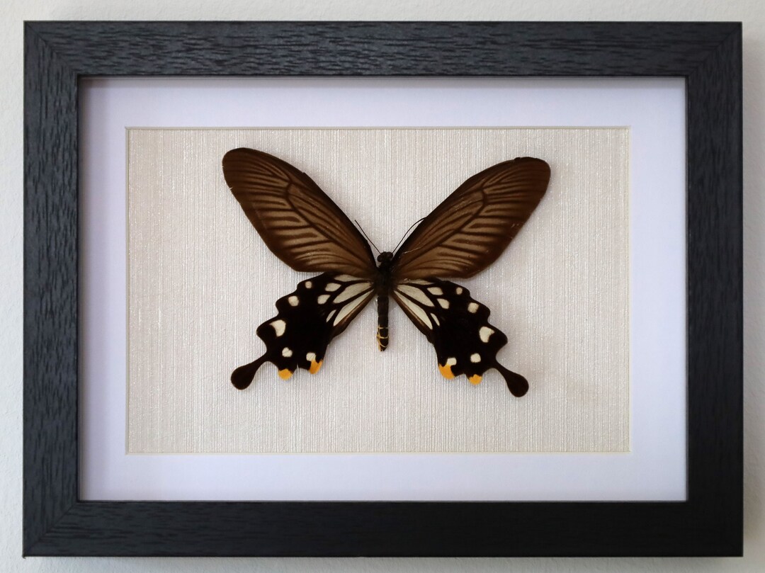Real Butterfly Losaria Coon in the Frame Nature Decoration Curiosity ...