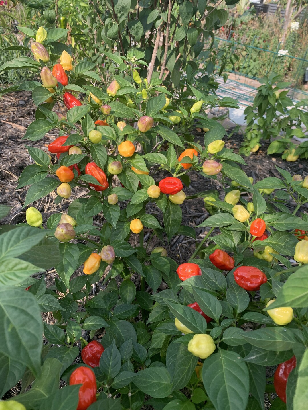 Tobago Pepper. Caribbean Spice - Etsy