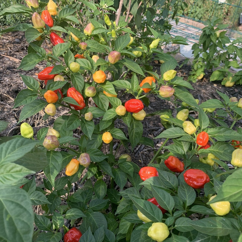 Pimento Pepper Plant - Etsy