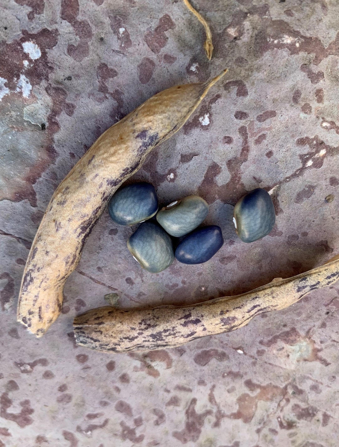 Nonna Agnes/ San Bernardo Blue Pole Bean - Etsy