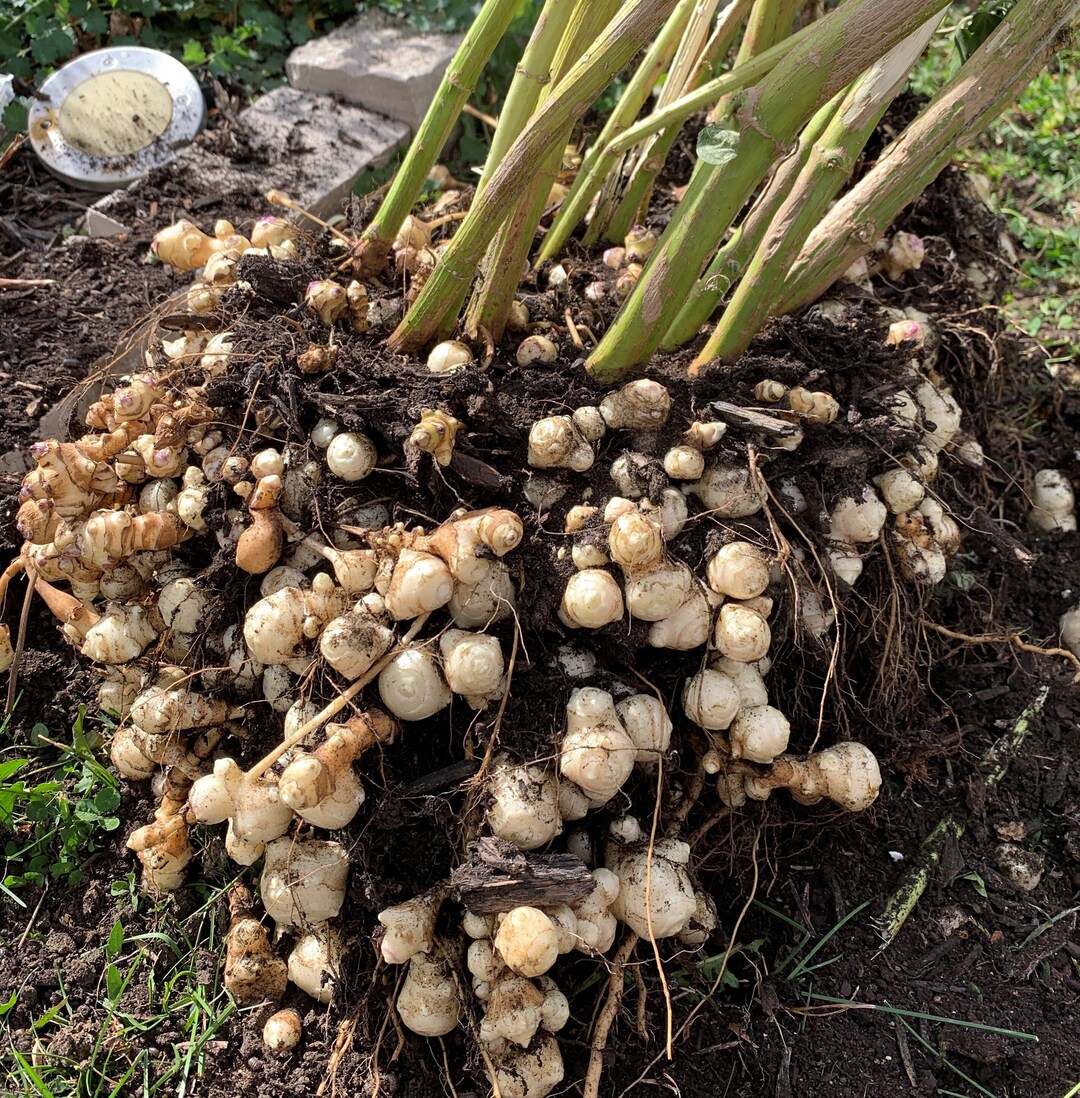 Sunchoke, Jerusalem Artichoke, Earth Apple, Sunroot Half Pound - Etsy